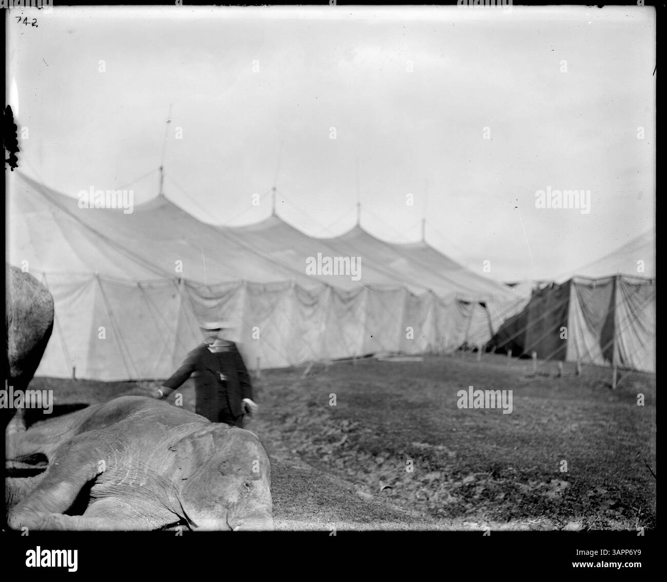 Photograph of an elephant performance in the Pan-American circus ...