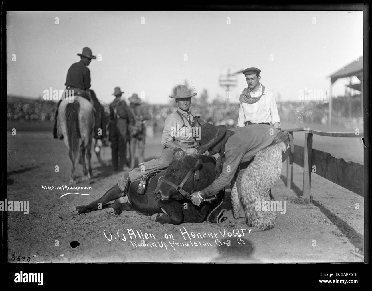 Black and white photograph of a cowboy sitting on a steer, capturing a ...