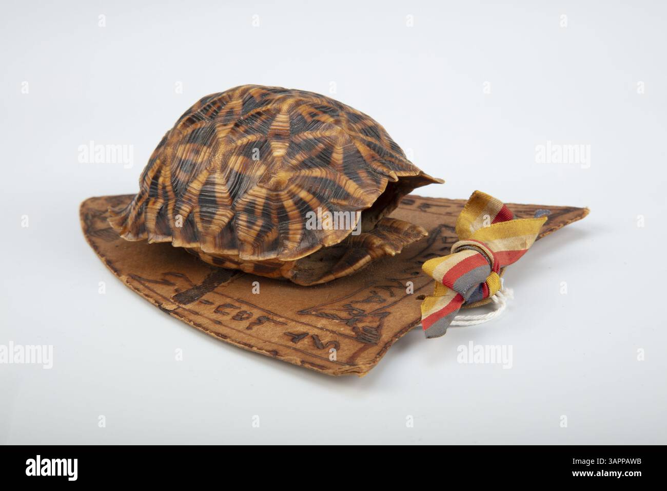 This turtle shell souvenir was created during the Boer War ...