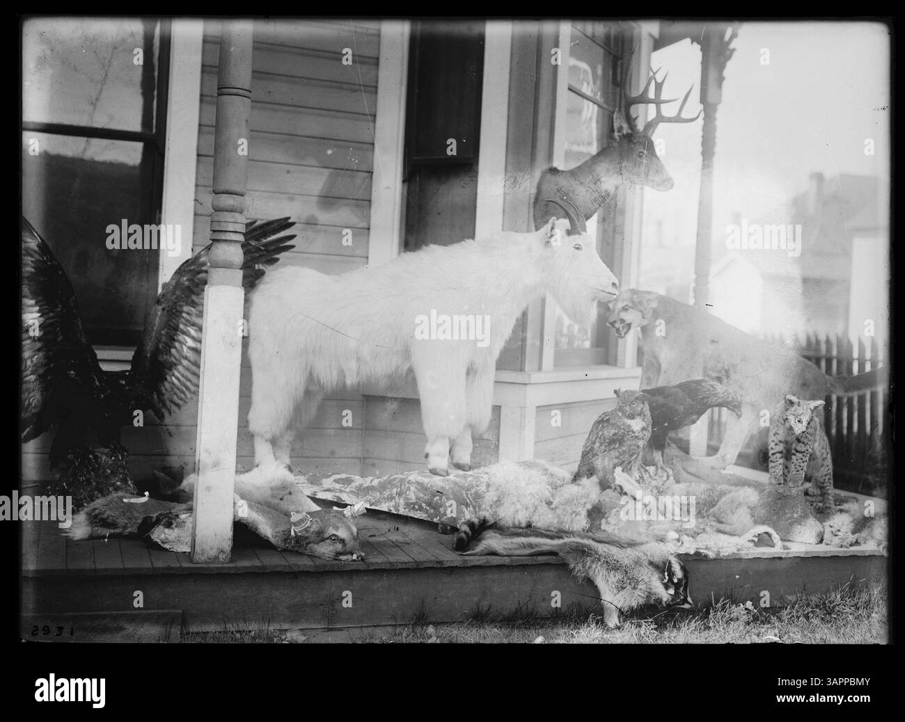 A group of mounted animals, including a Rocky Mountain goat and cougar ...