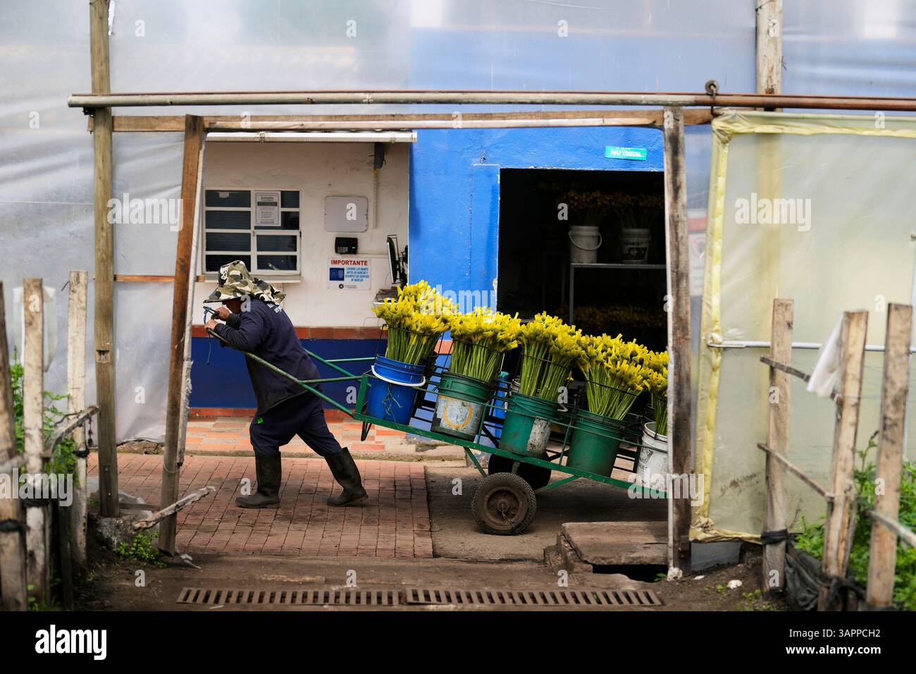 A worker pulls a cart of freshly cut sunflowers at the Phytotec flower ...