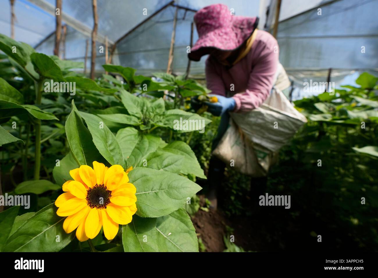 A worker looks after sunflowers at the Phytotec flower farm, which ...