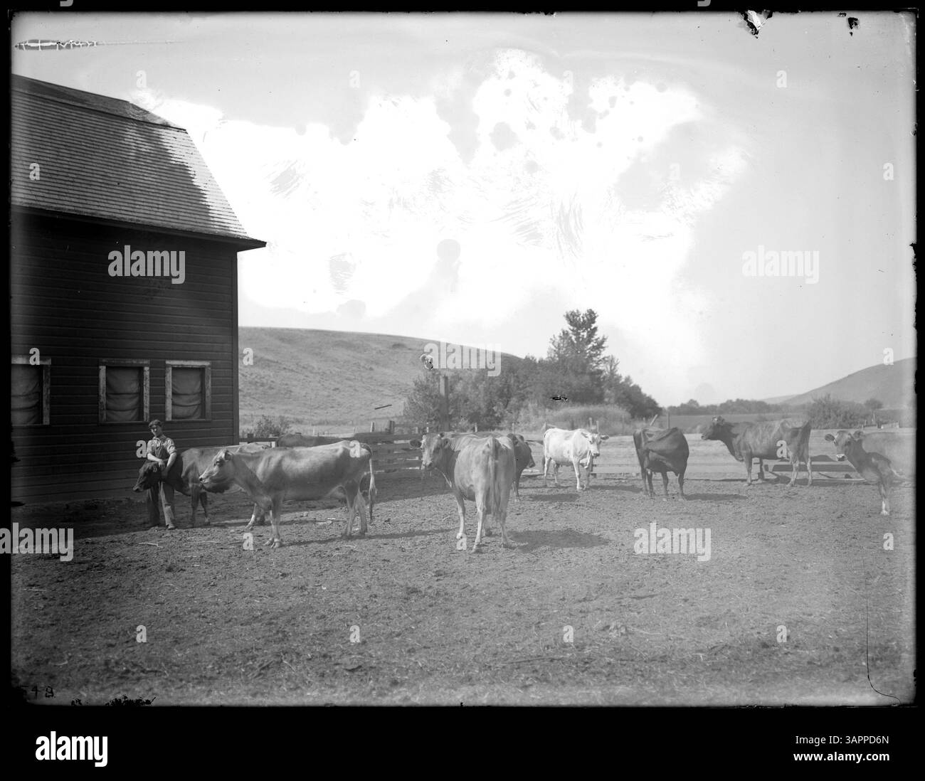 Photograph of dairy cows in a corral at Hailey's ranch, capturing ...