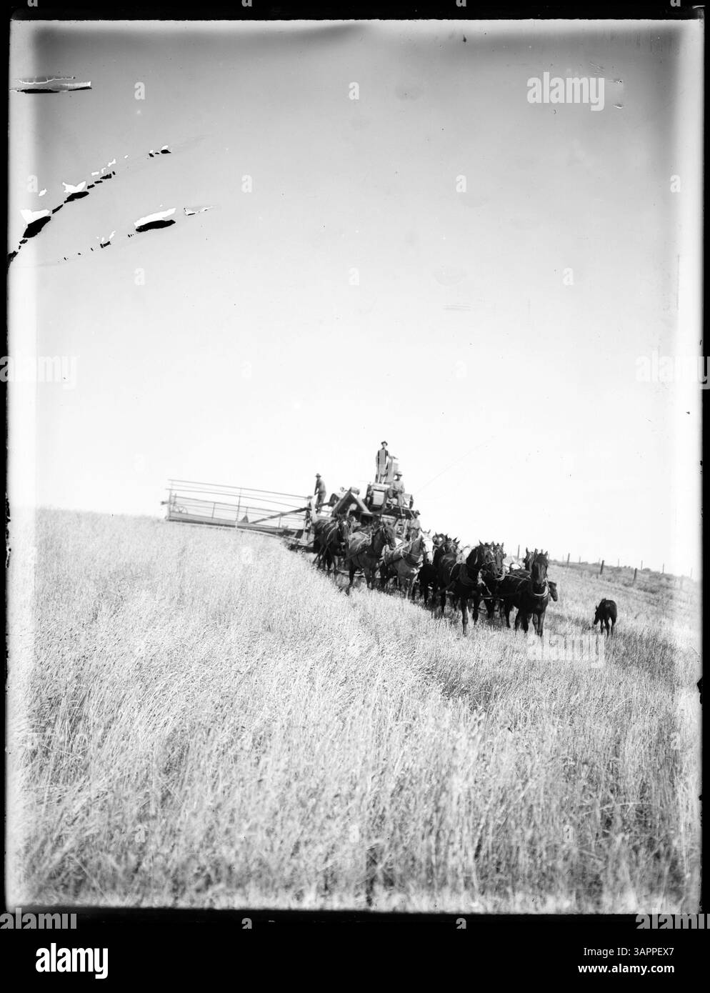 A photograph by Lee Moorhouse showing a horse-drawn combine with a 20 ...