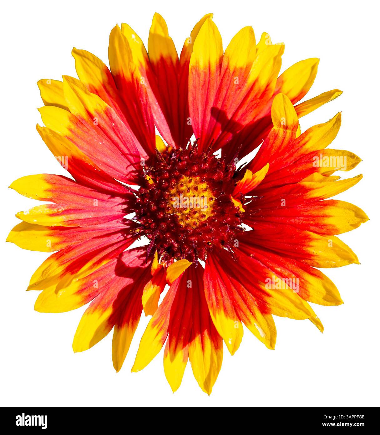 Close up yellow perennial Cut Out Stock Images & Pictures - Alamy