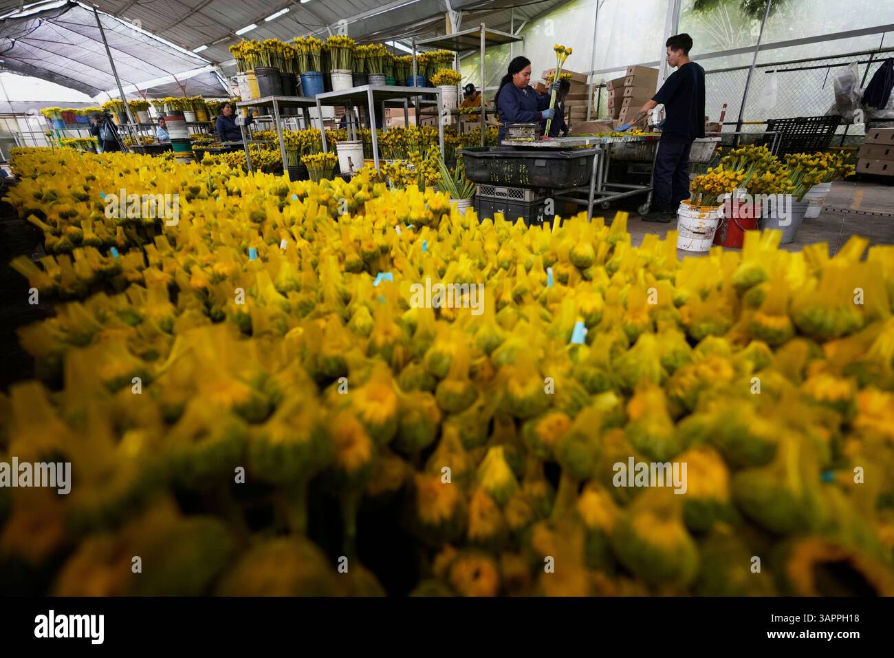 Workers sort sunflowers at the Phytotec flower farm, which exports to ...