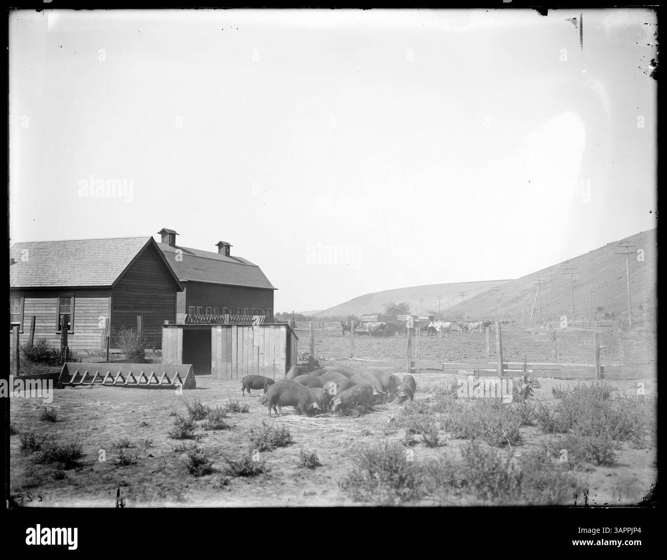 This photograph, PH036 0555, shows pigs and their litter on Hailey's ...