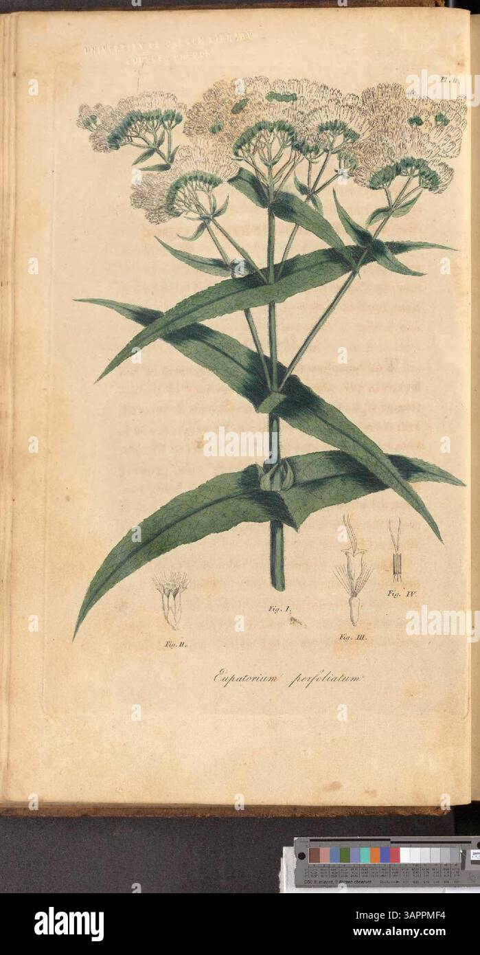 'American Medical Botany' compiles descriptions and illustrations of ...