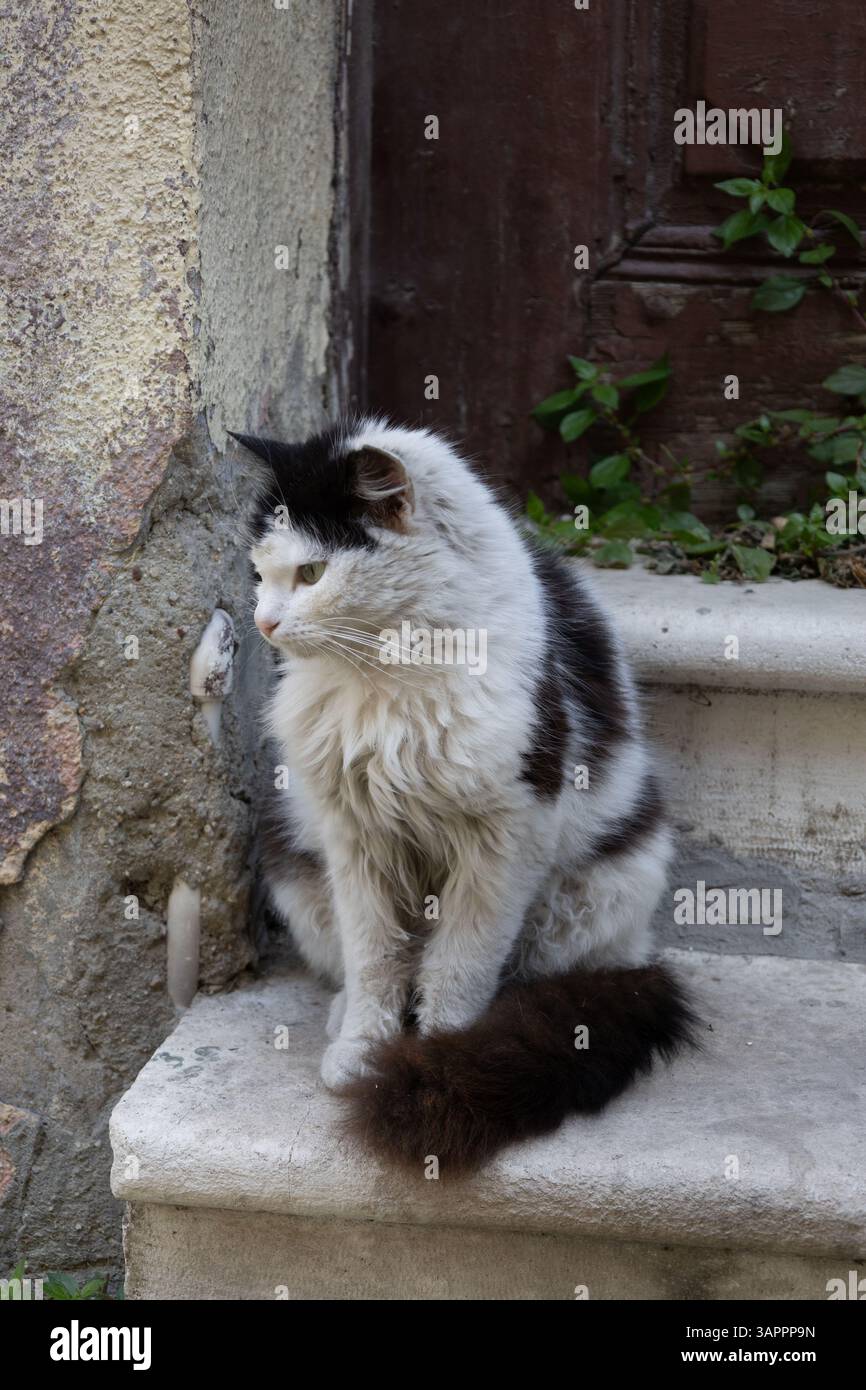 Fluffy stray cat green hi-res stock photography and images - Alamy