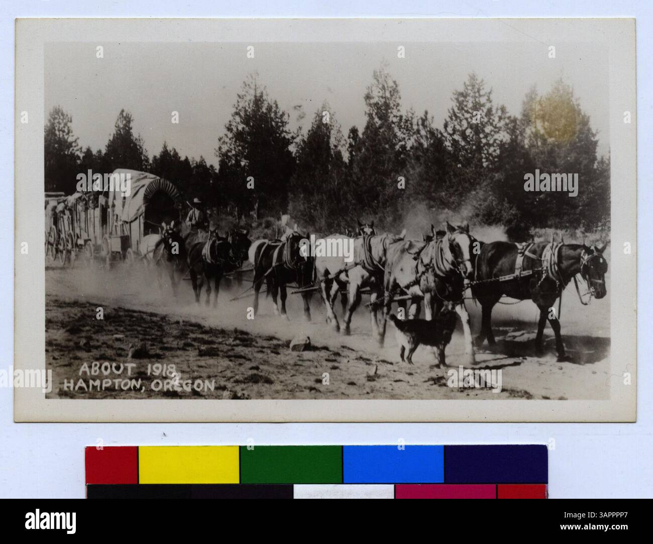 The postcard depicts a wagon train, a common sight during westward ...