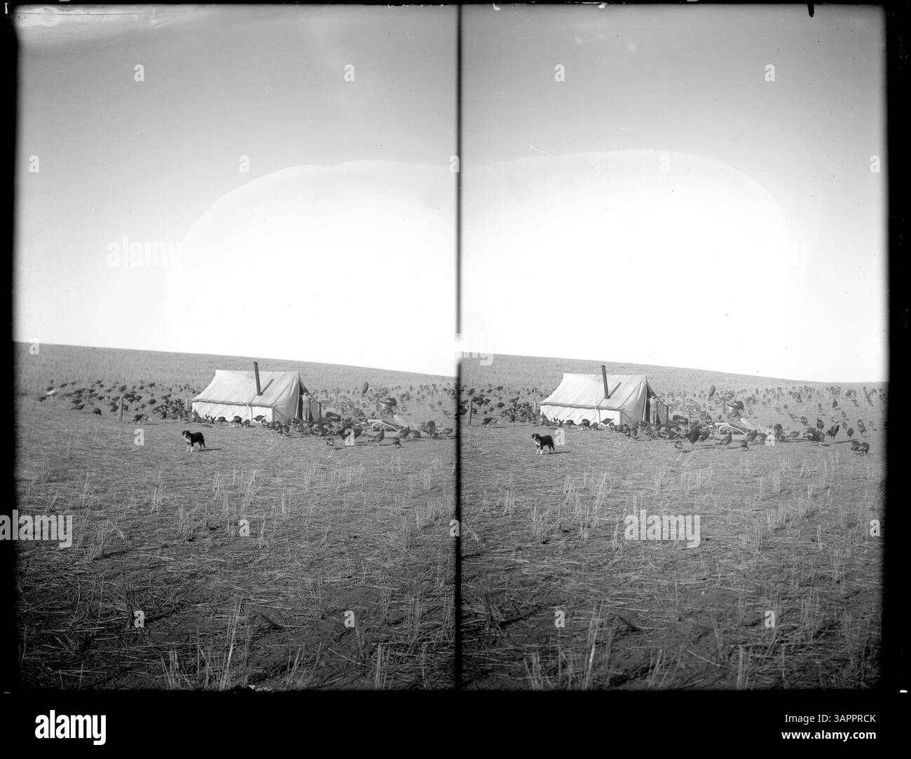 Animal glimpse Black and White Stock Photos & Images - Alamy