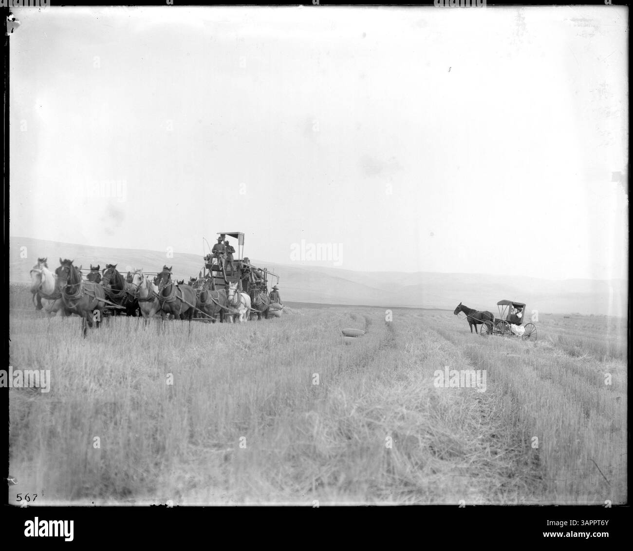 Hamilton and Crow’s horse-drawn combines are shown in use for ...