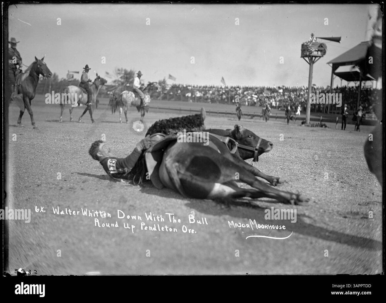 This image features Walter Whitten riding a bucking steer, captured in ...