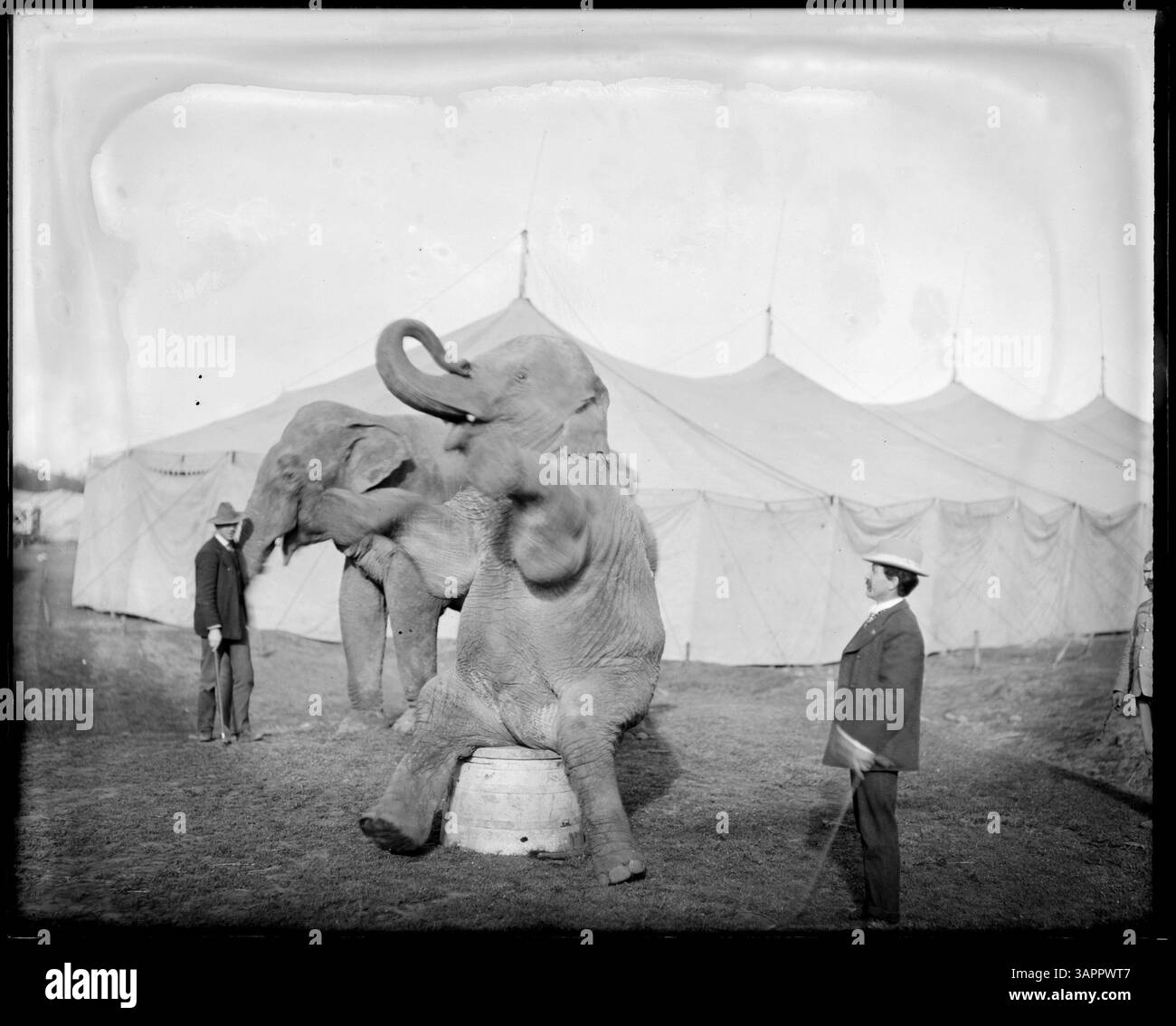 Photograph of an elephant act in the Pan-American Circus, captured by ...