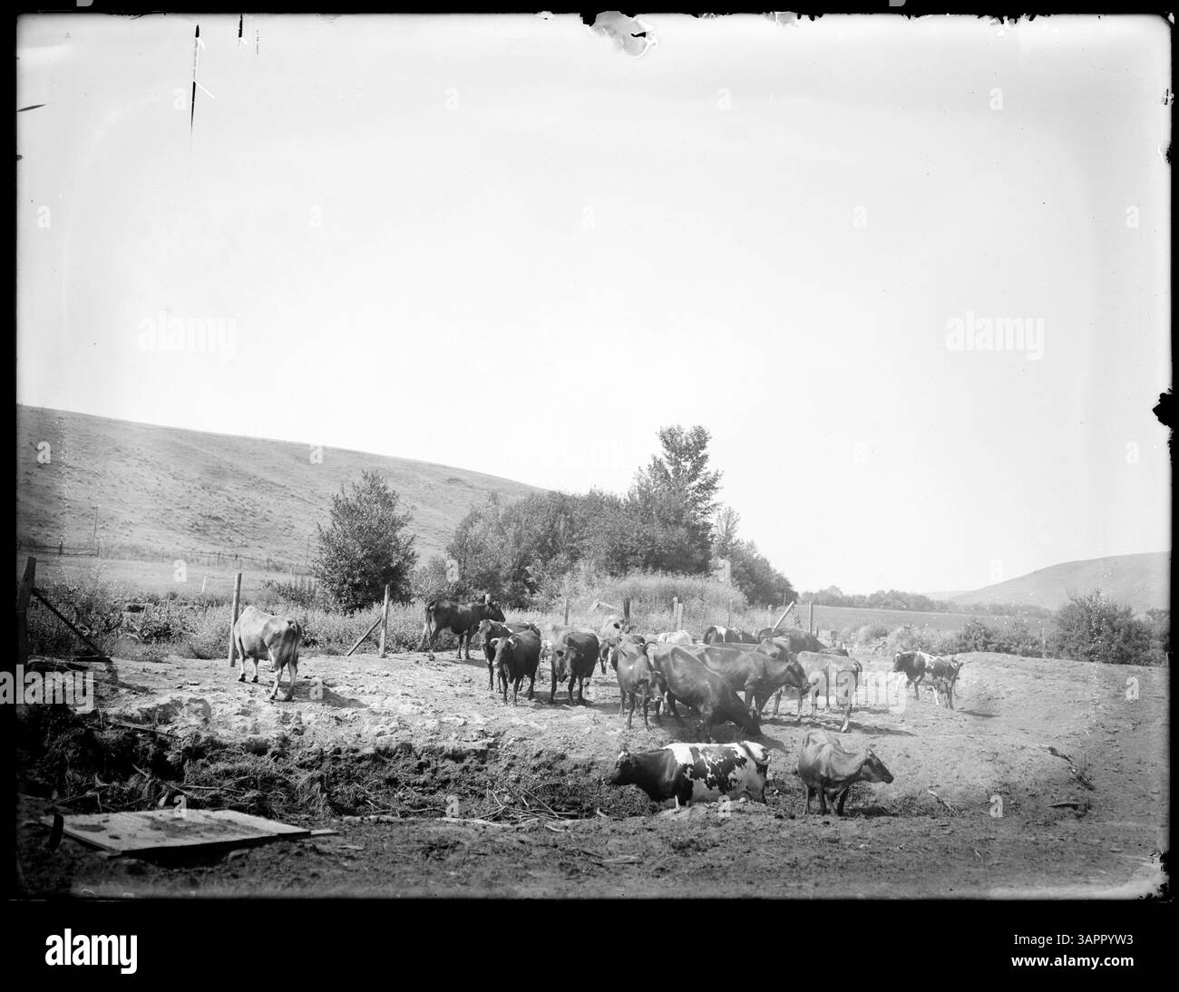 Hailey’s ranch, shown with dairy cows in a corral, highlights dairy ...