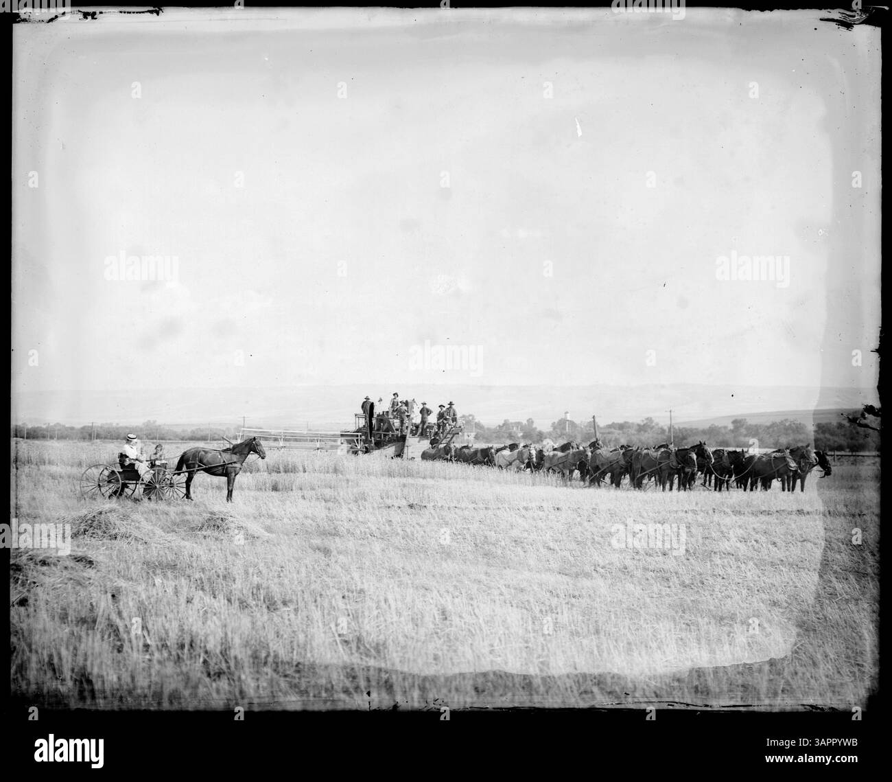 A horse-drawn combine with 24 horses and a 7-man crew is depicted in a ...