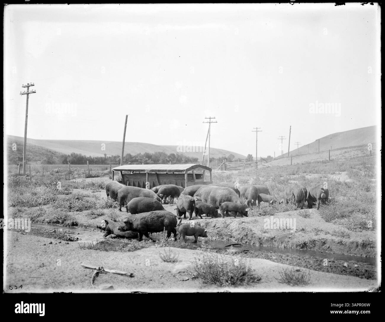 This photograph shows pigs and their litter at Hailey's ranch, with ...