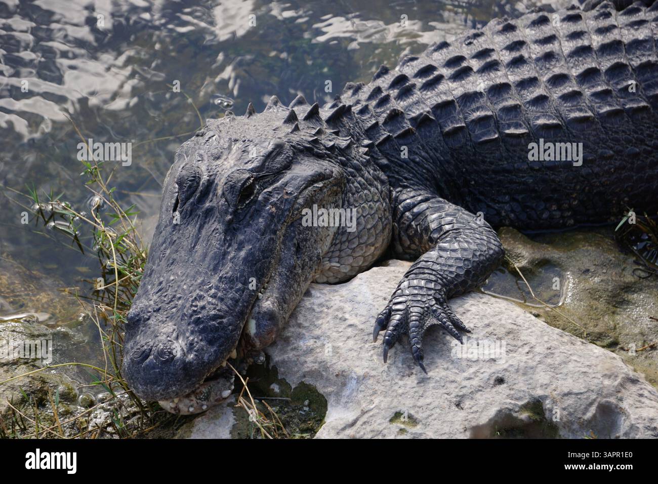 Close up of a large alligator resting its massive head with its ...
