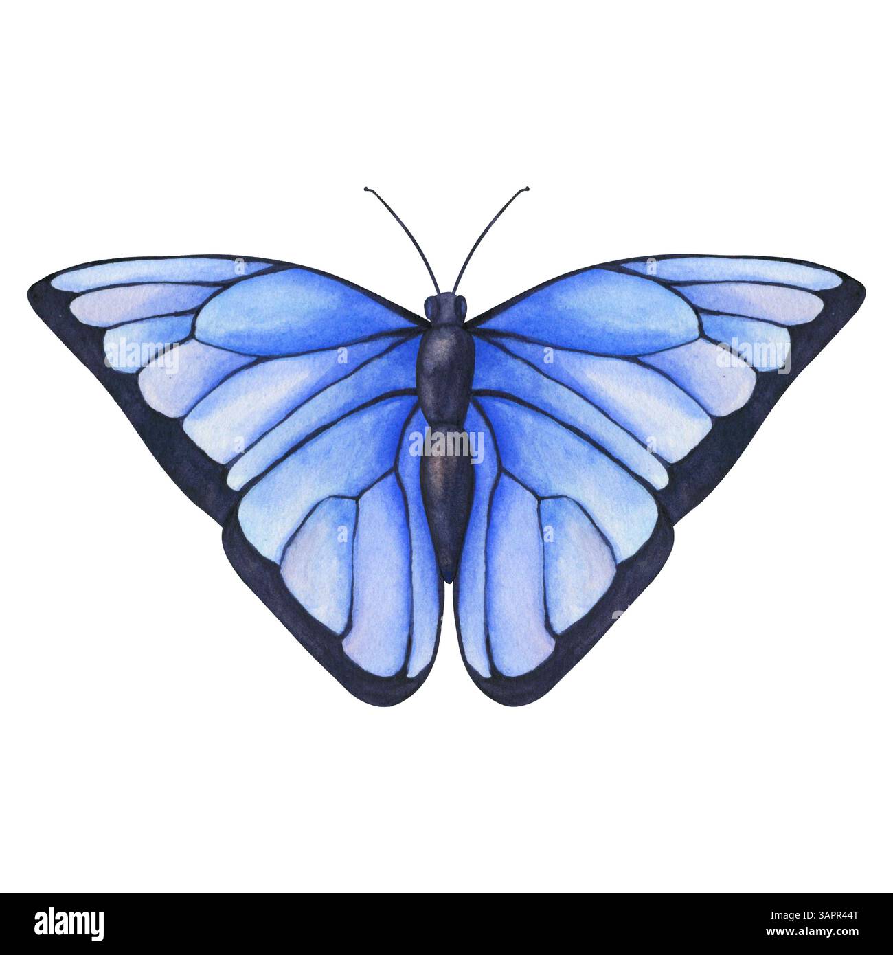 Watercolor Blue Butterfly isolated on transparent background. Hand draw ...