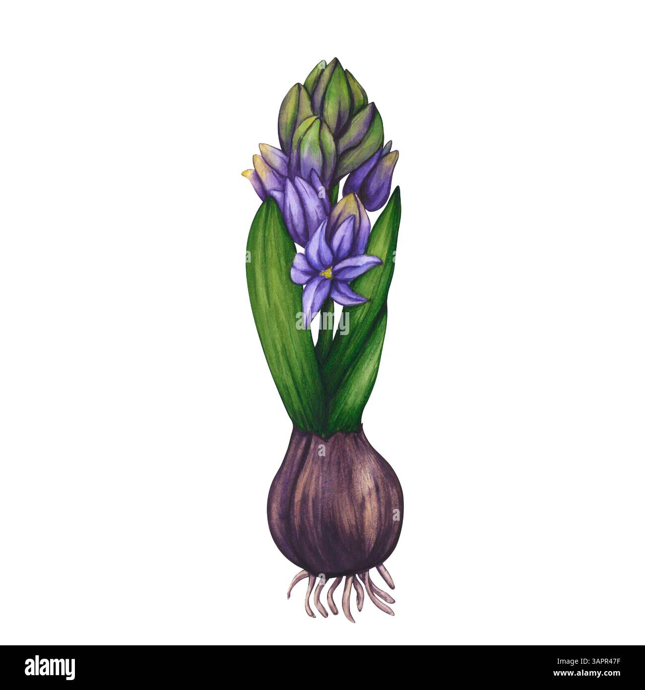 Blue hyacinth. Hand draw Watercolor illustration Spring first flower ...