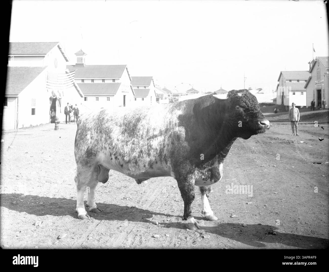 A photograph of a Holstein bull displayed at a state fair, capturing ...