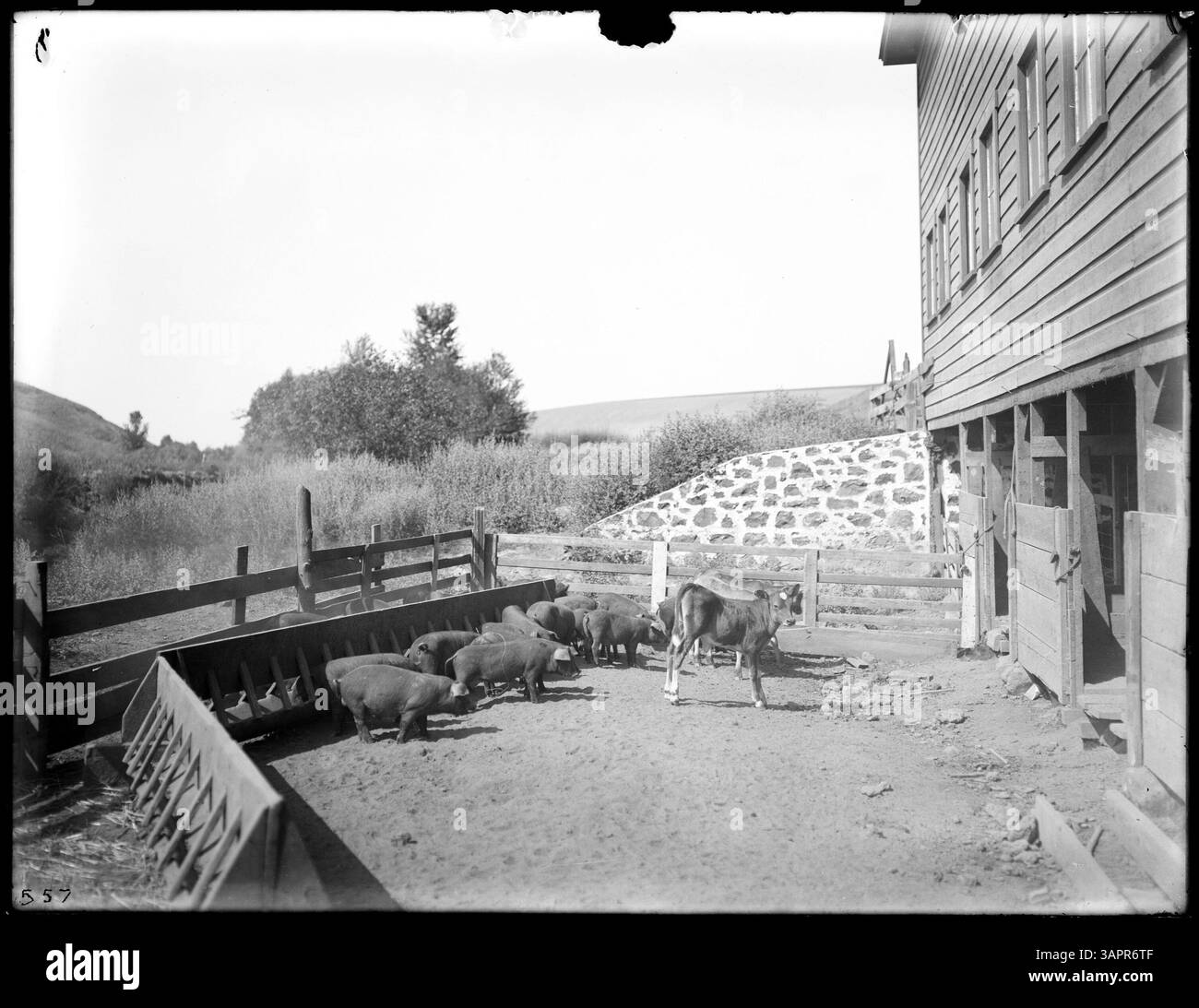 Photograph showing pigs and feeding troughs on Hailey's ranch, part of ...