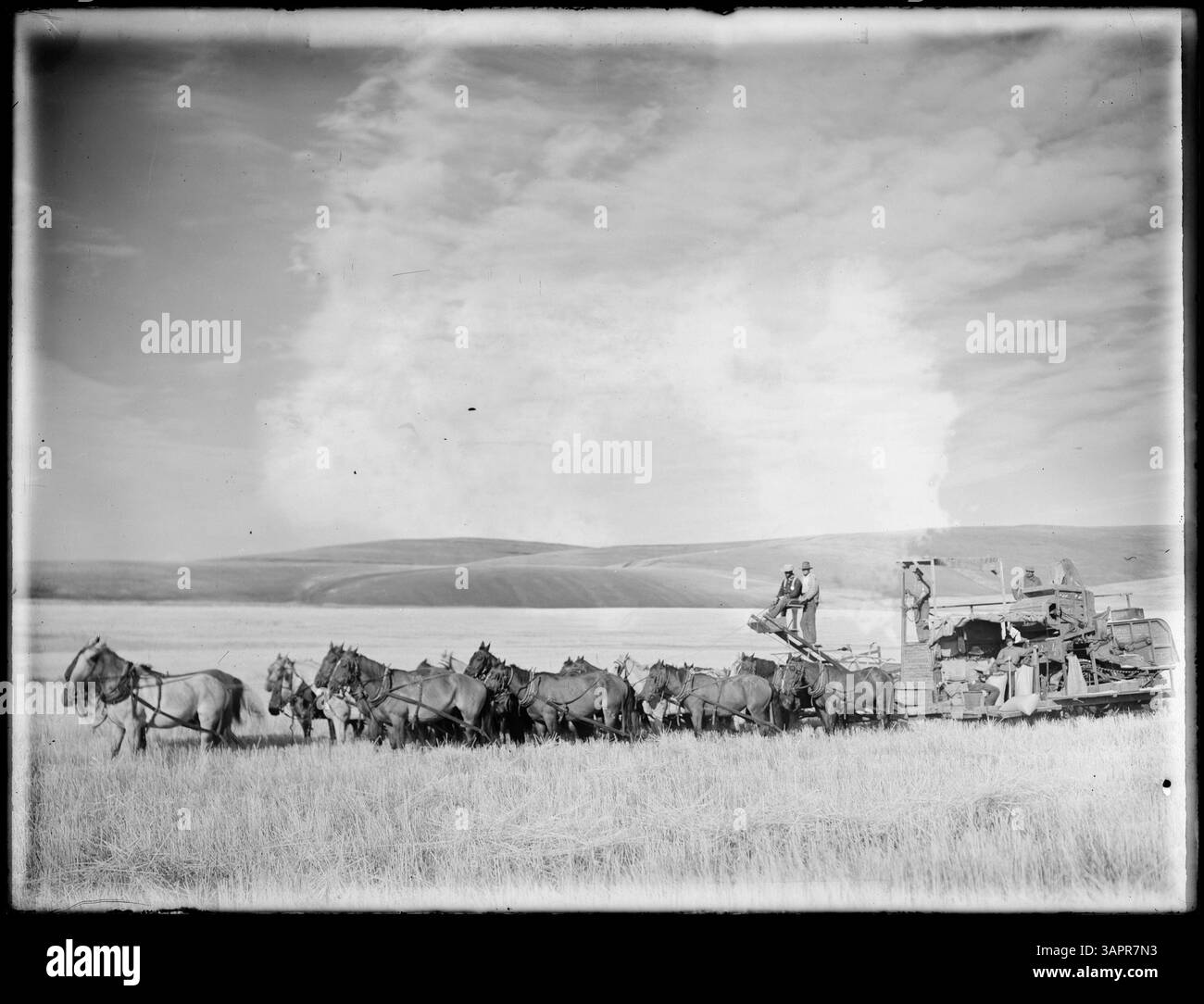 A black and white photograph of horses pulling a combine harvester ...