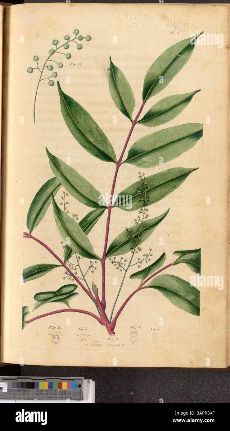 This collection highlights the native medicinal plants of the United ...