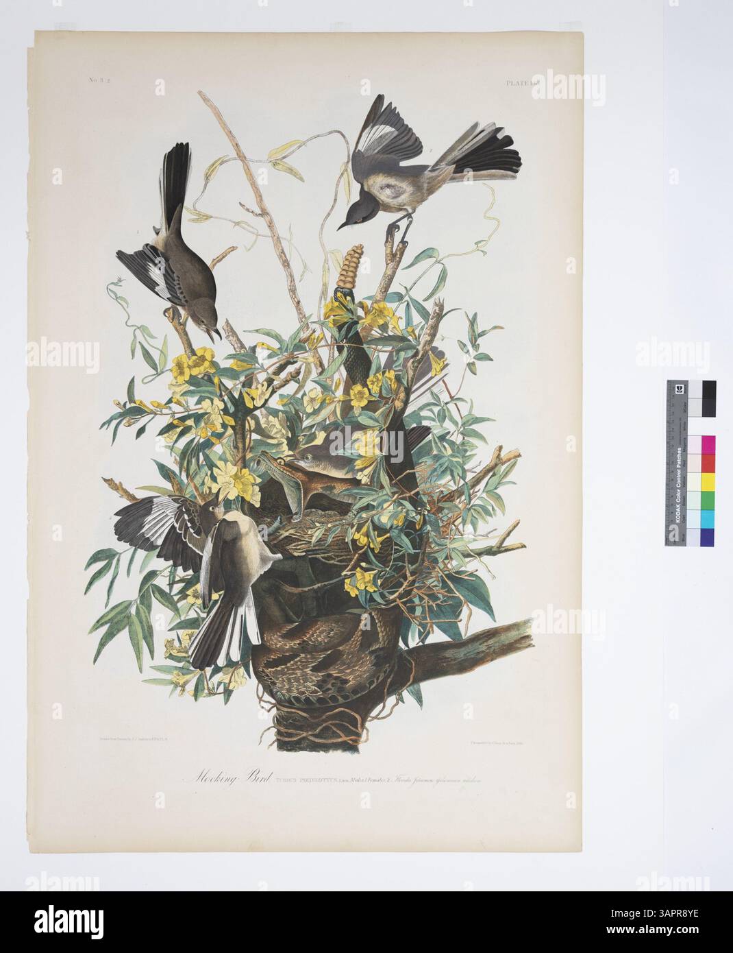 This plate from 'Birds of America' depicts the Mockingbird (Turdus ...