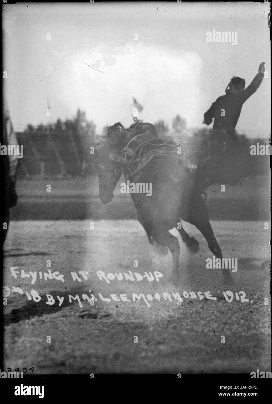 Action shot of bucking horses in a western rodeo or ranch setting. The ...