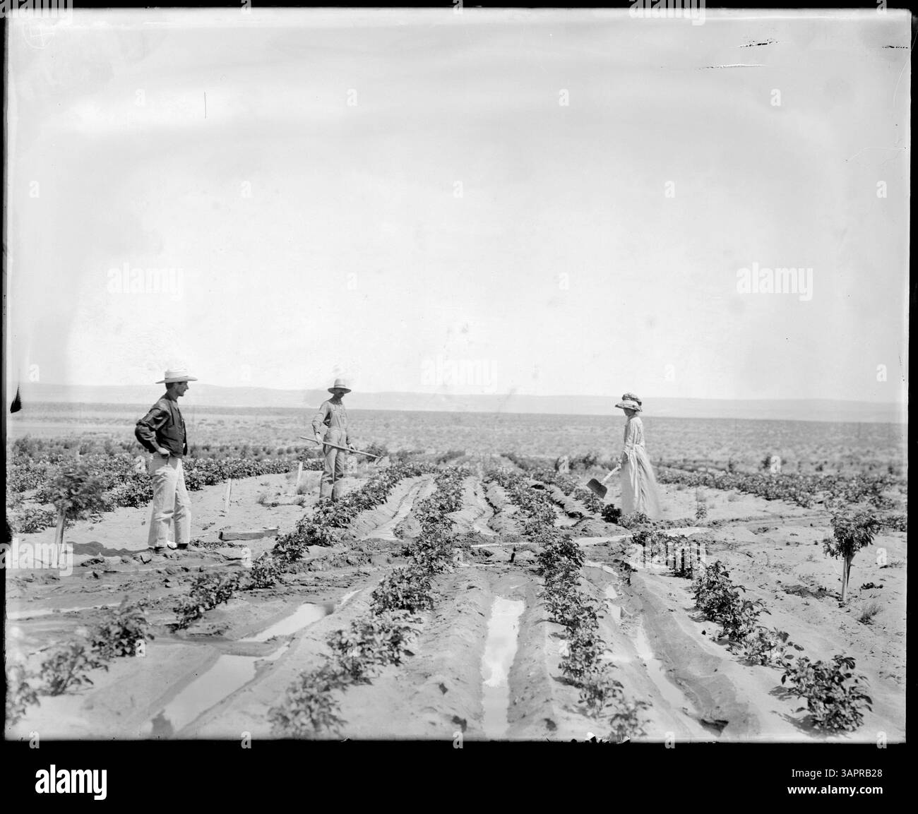 This photograph by Lee Moorhouse shows a woman and two men hoeing in an ...