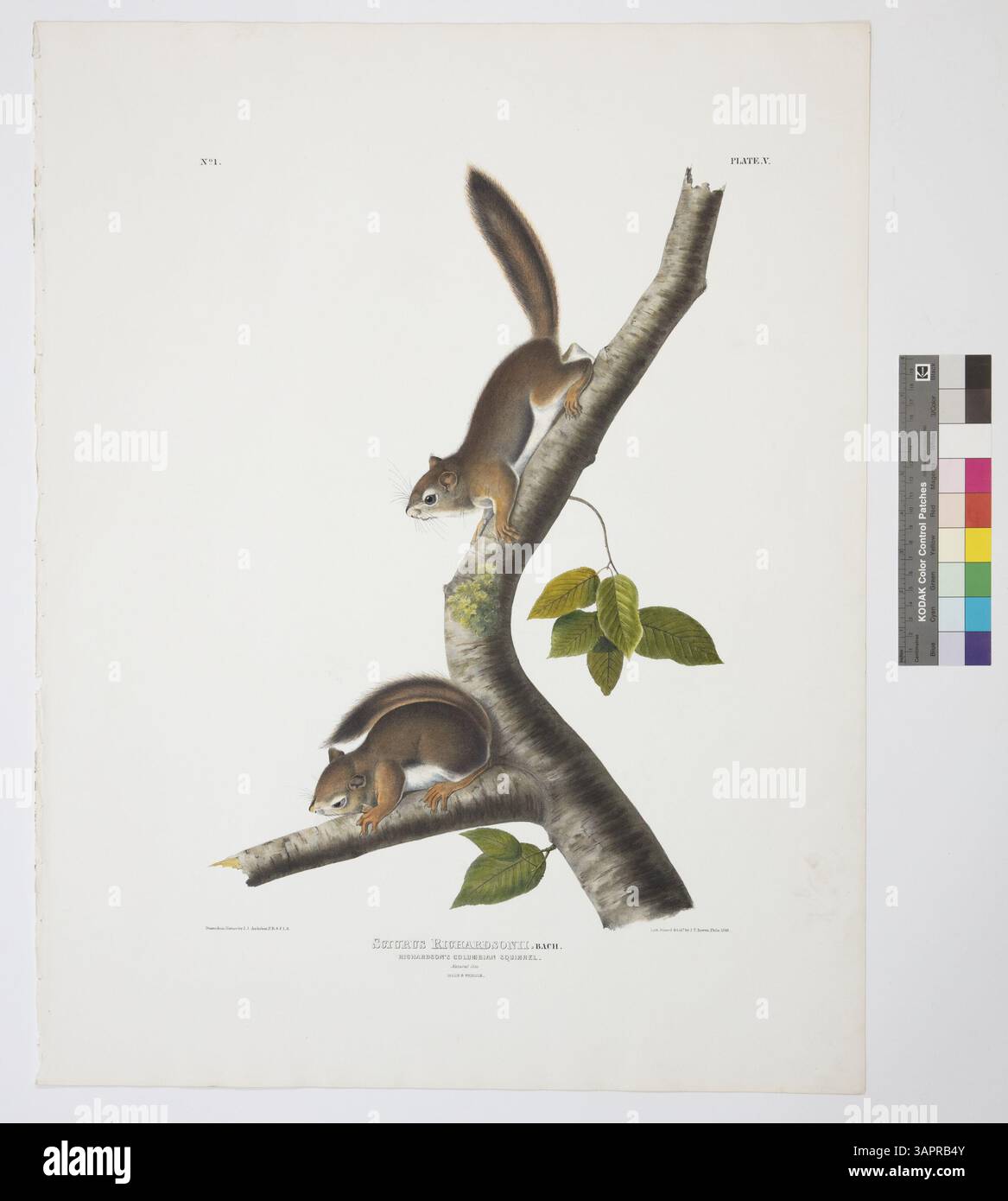 This illustration of Richardson's Columbian Squirrel (Sciurus ...