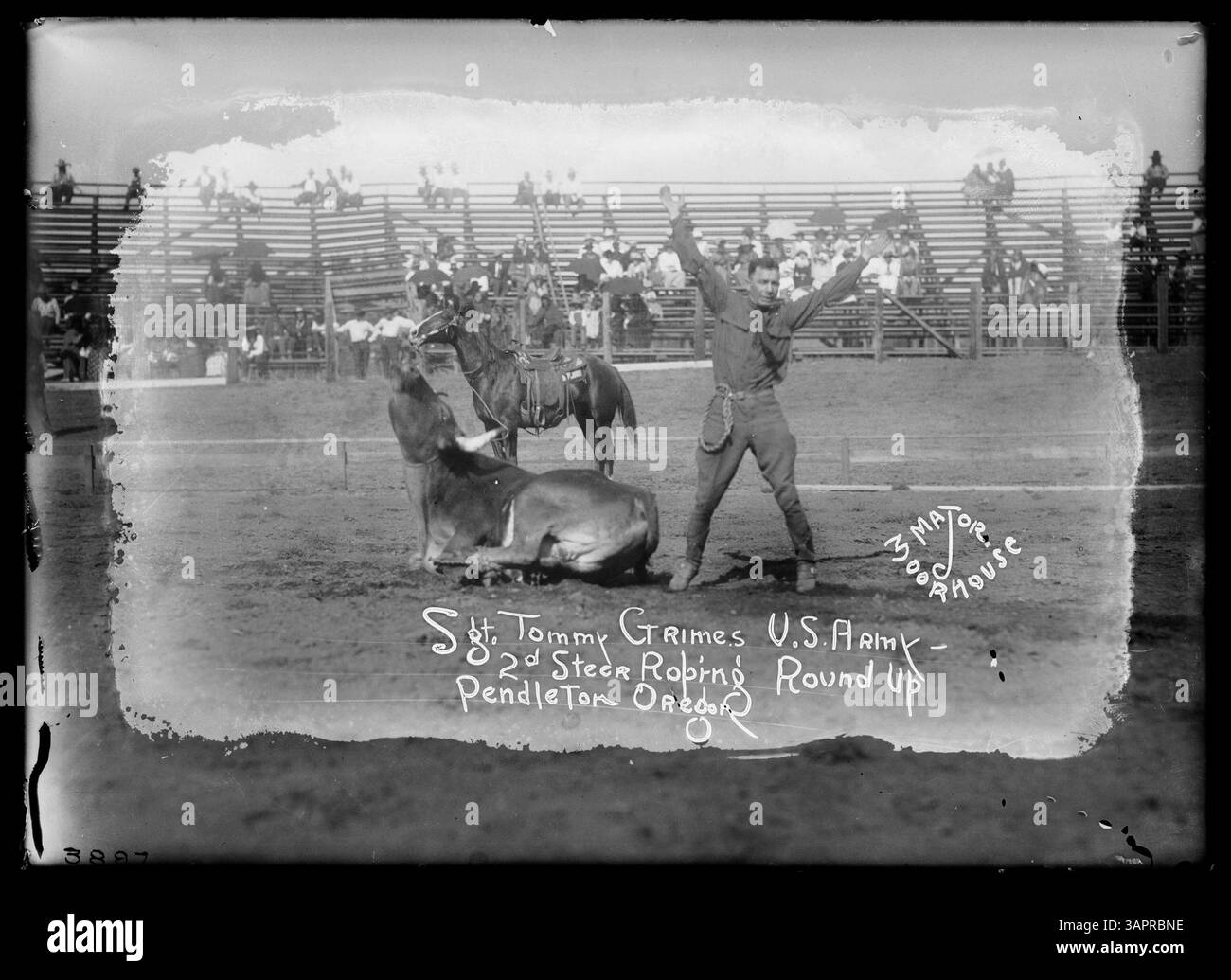 Photograph by Lee Moorhouse showing Tommy Grimes performing steer ...