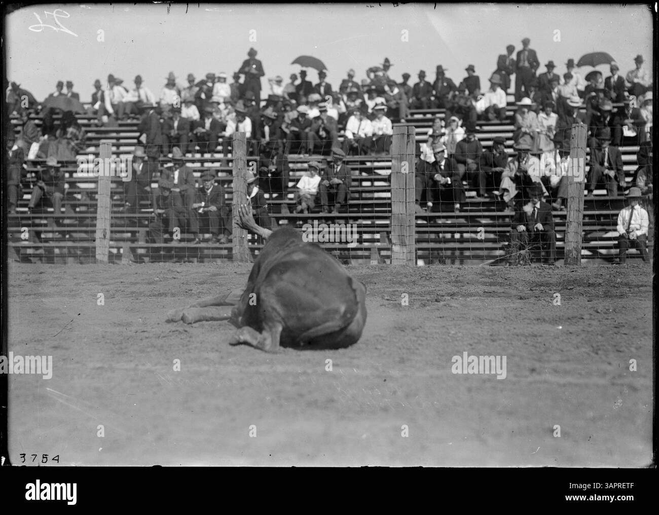 A photograph by Lee Moorhouse depicting Tall Pine bulldogging, a rodeo ...