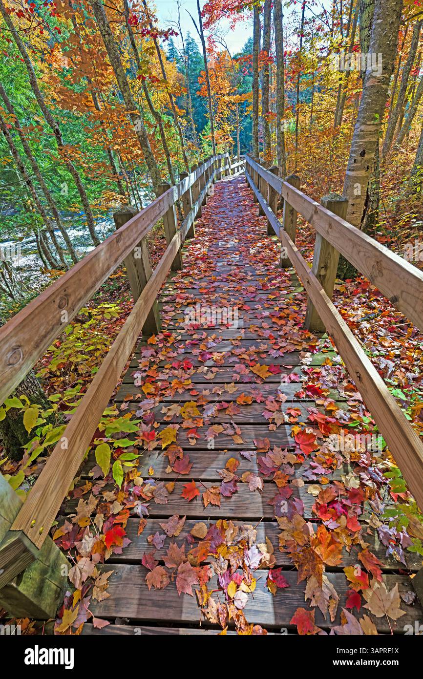 Leaf Covered Boardwalk in the Fall on the Presque Isle Riverin the ...