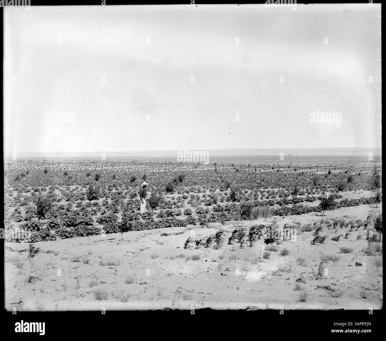 This photograph shows a cornfield and young orchard in Irrigon, Oregon ...