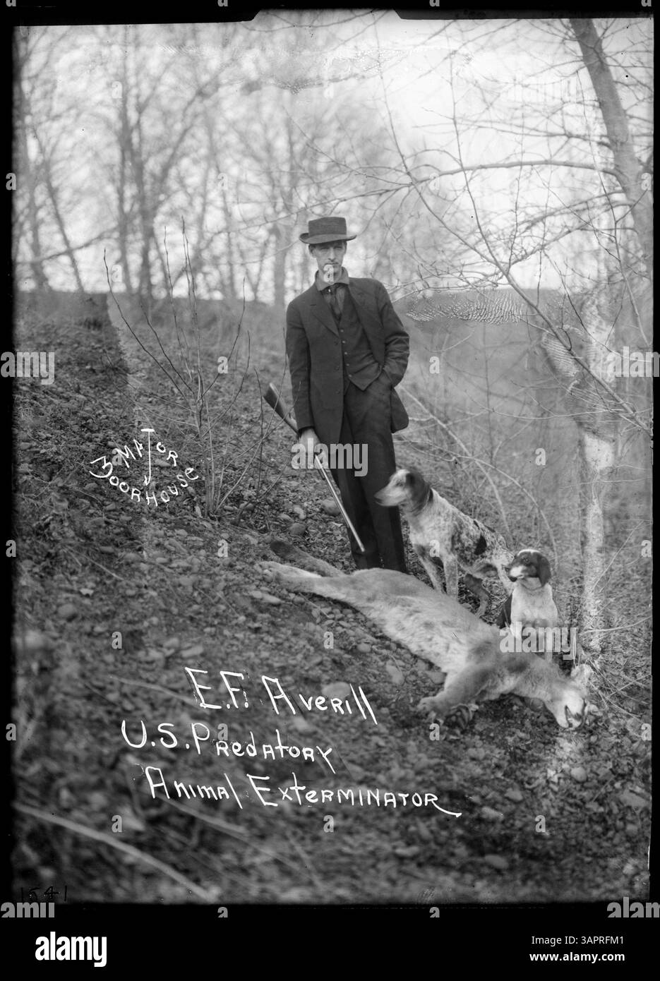 This photograph shows E.F. Averill, a U.S. predatory animal ...