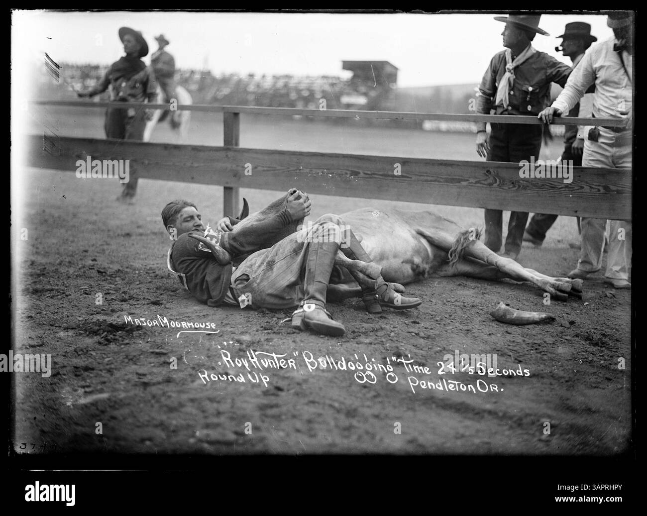Photograph of Roy Hunter bulldogging, a rodeo event, capturing the ...