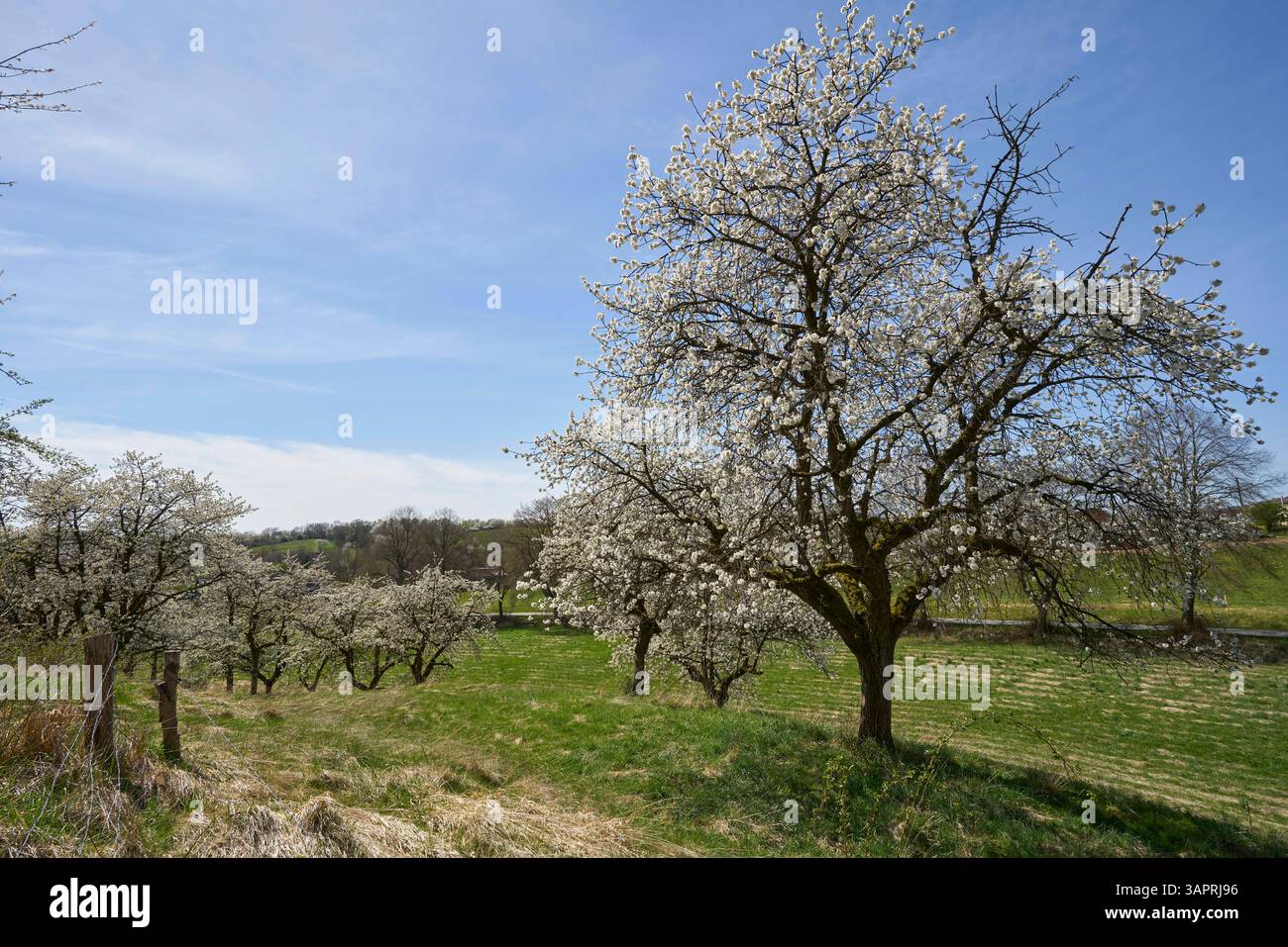 Obstbäume blühen am 16.04.2025 auf einer Streuobstwiese in Wiedigshof ...