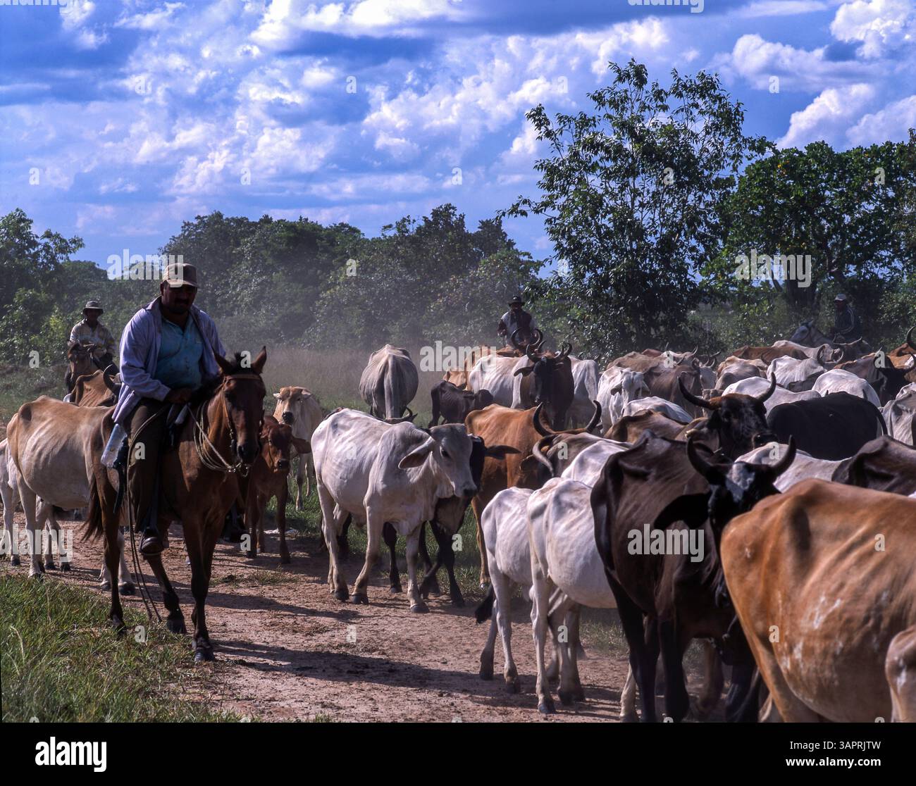 Venezuela. State of Apure. El Llano. Cattle and Llaneros Stock Photo ...