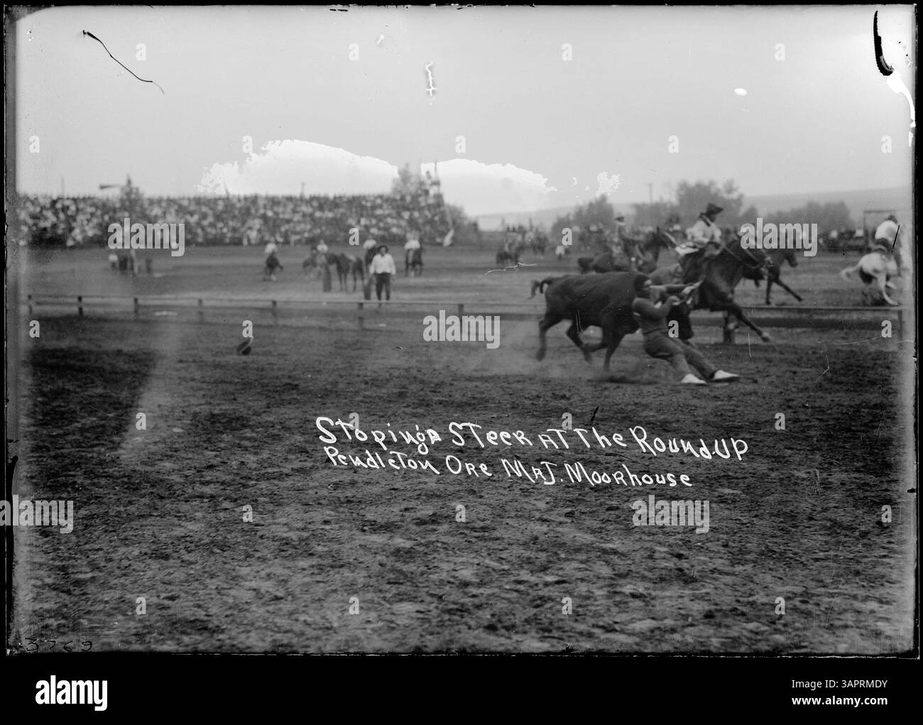 The photograph captures bulldogging, a rodeo event where a cowboy ...