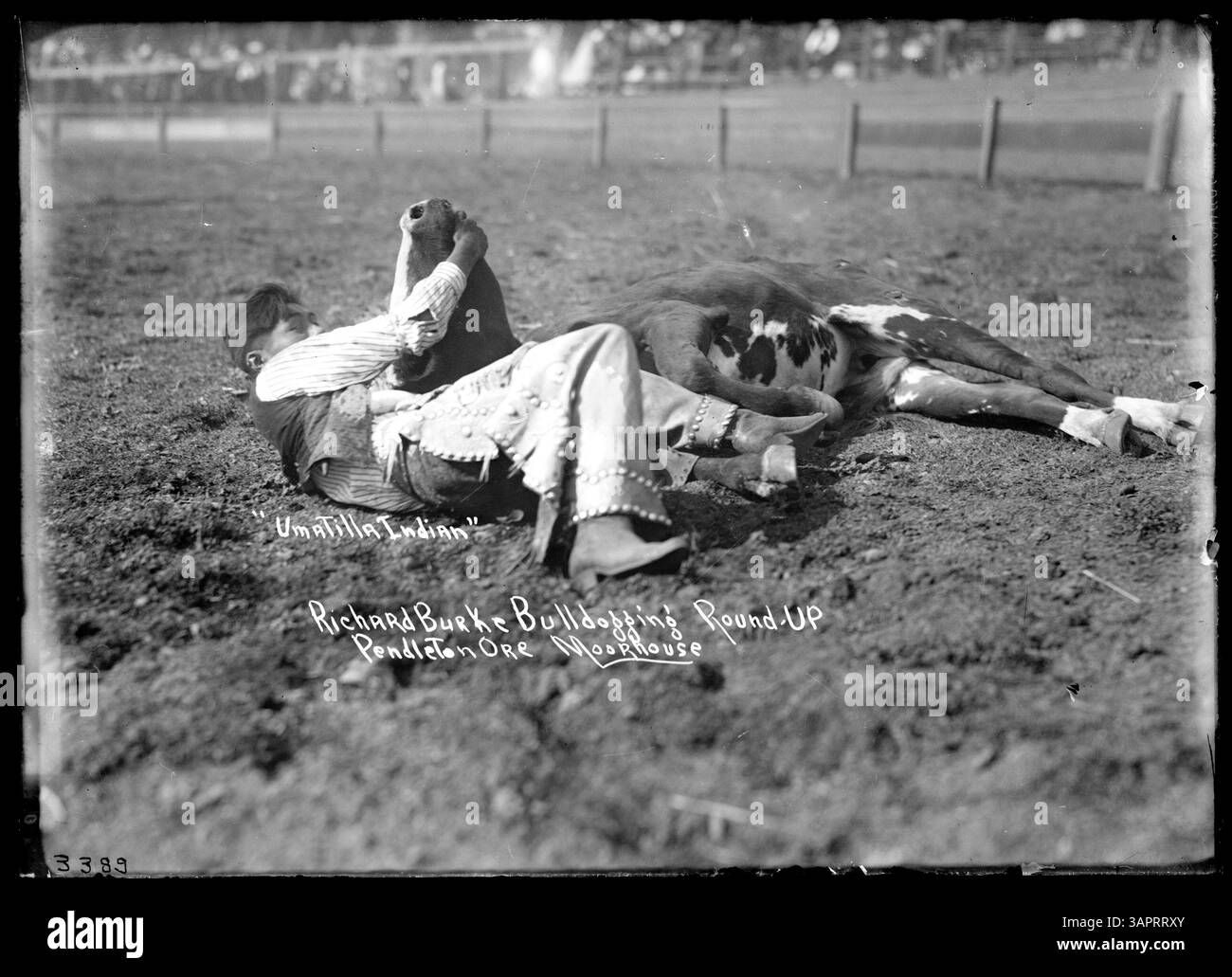 Photograph of Richard Burke bulldogging, a rodeo event, captured by Lee ...