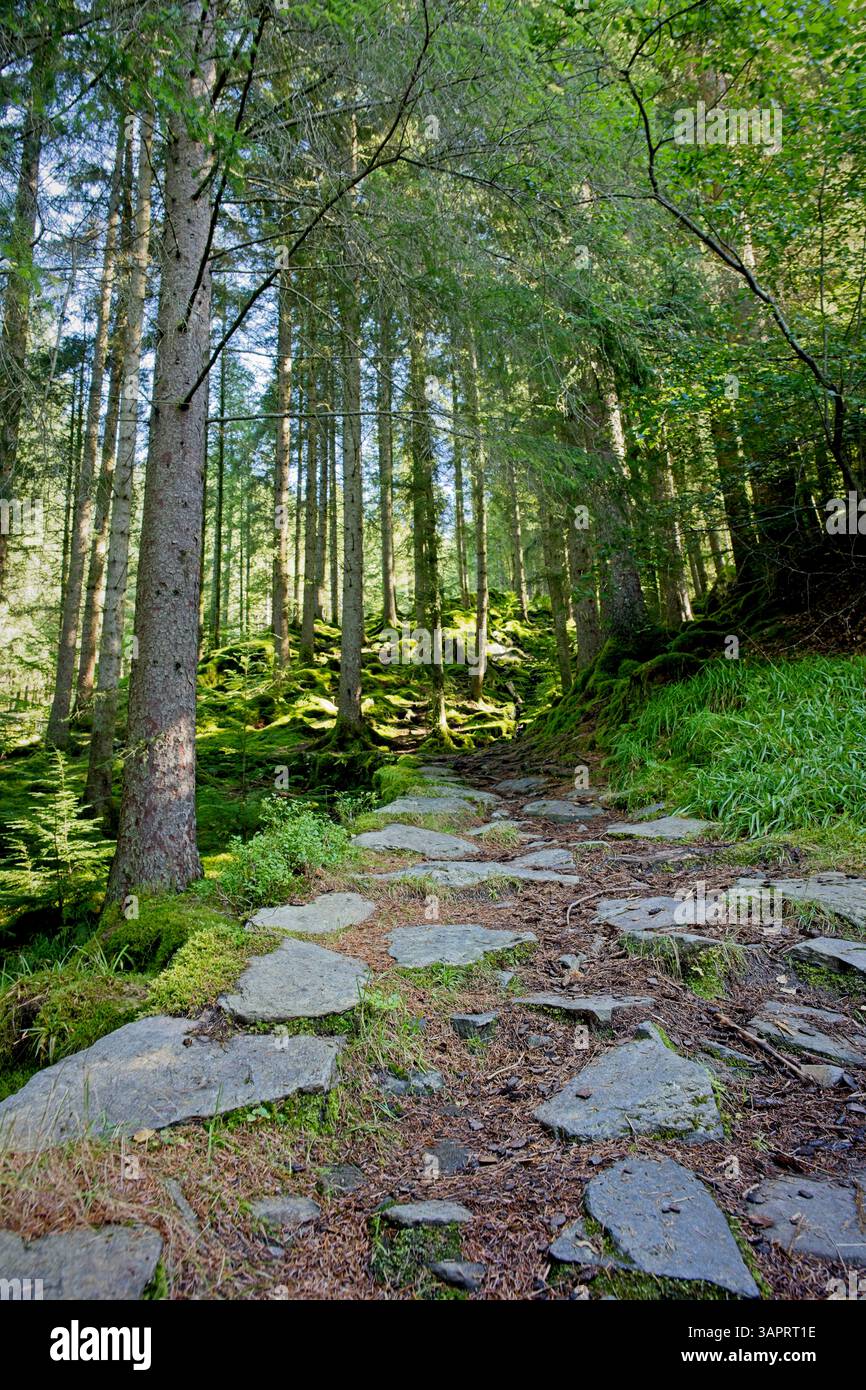 path in the woods Stock Photo - Alamy