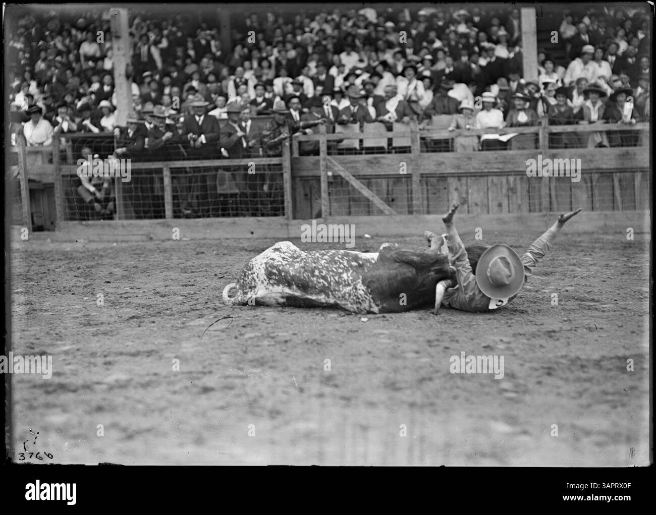 Photograph depicting bulldogging, a rodeo event where a cowboy wrestles ...