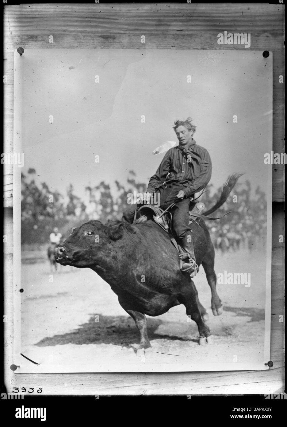 This photograph depicts steer riding, capturing a popular activity in ...