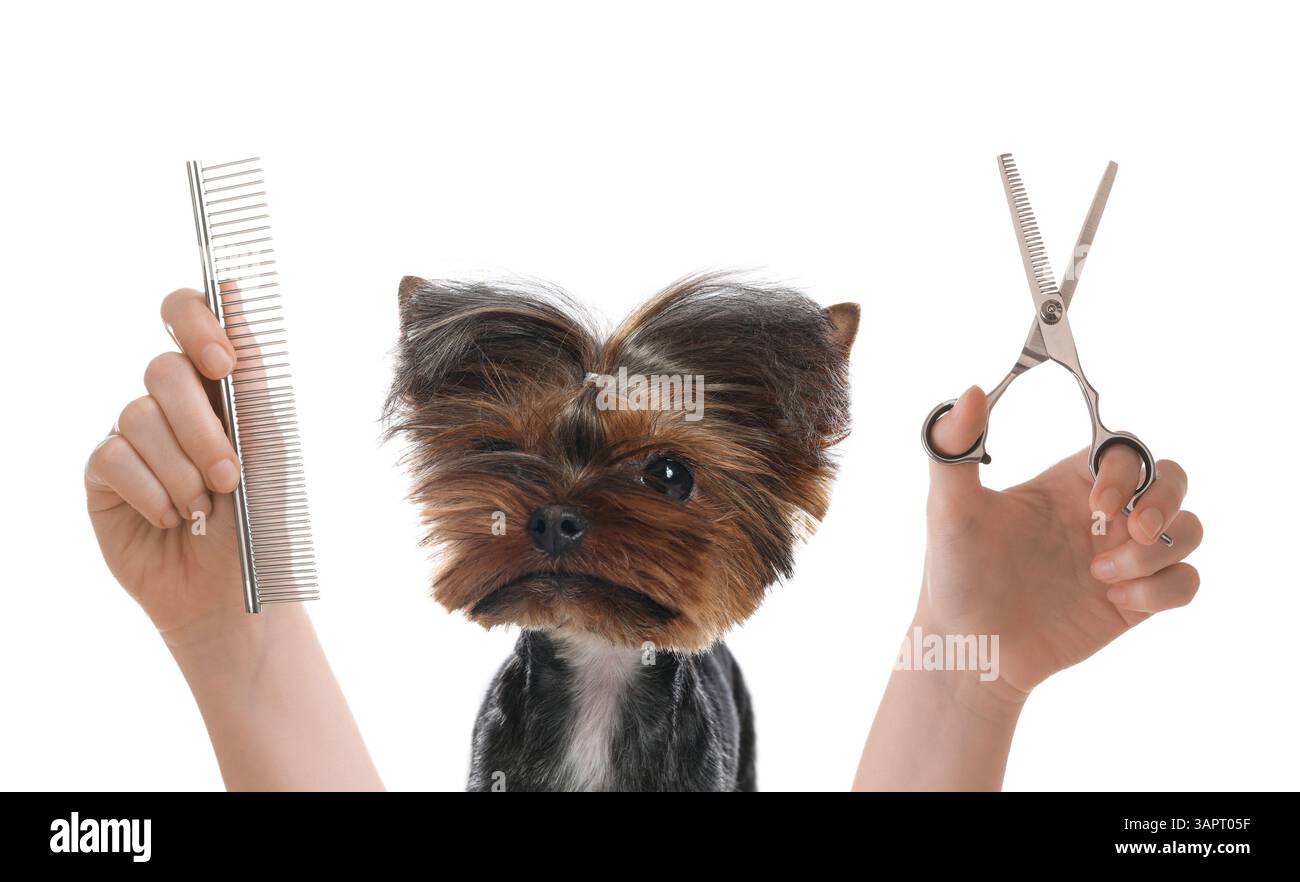 Cute Yorkshire terrier and groomer's hands with professional tools on ...