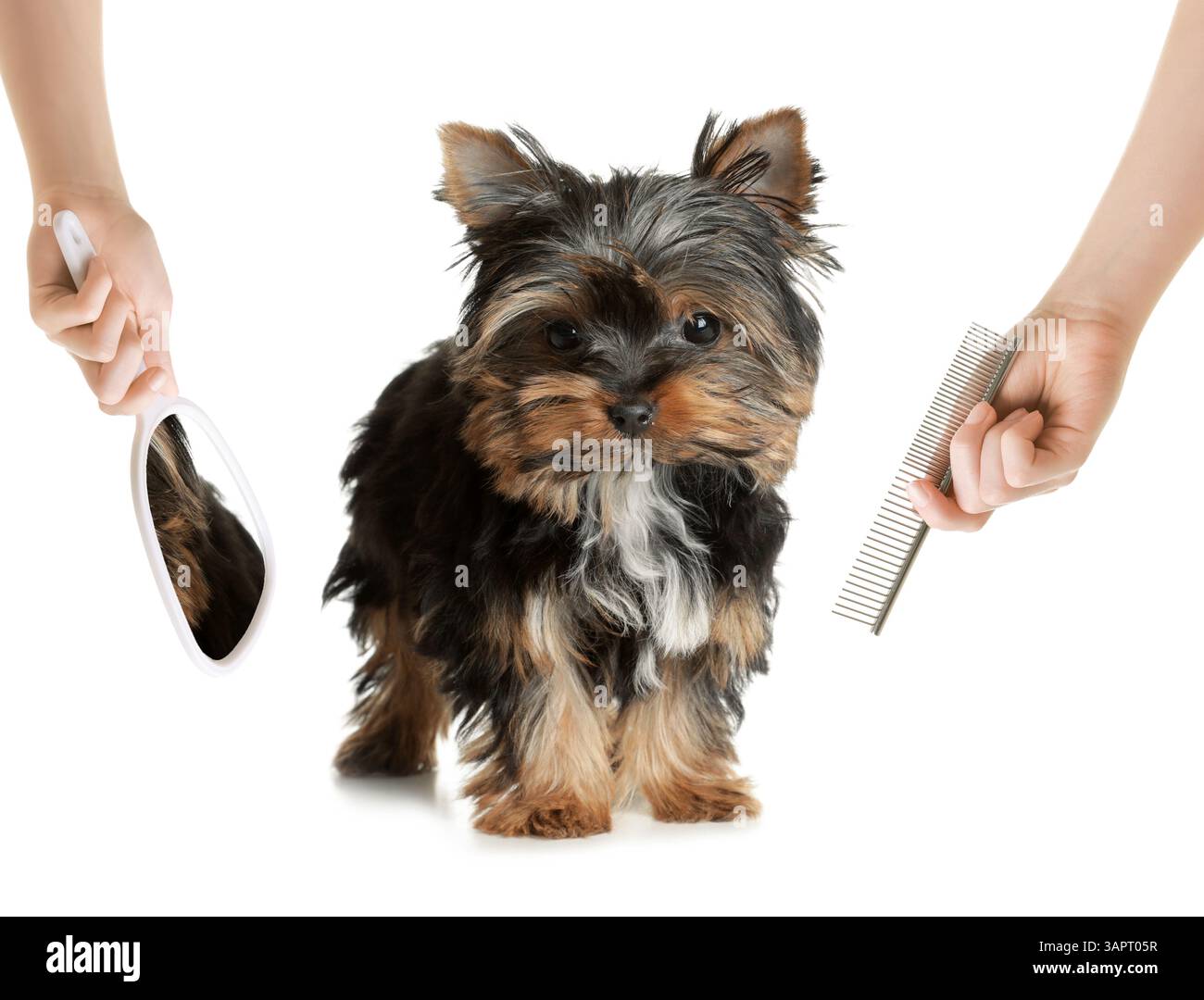 Cute Yorkshire terrier and groomer's hands with professional tools on ...