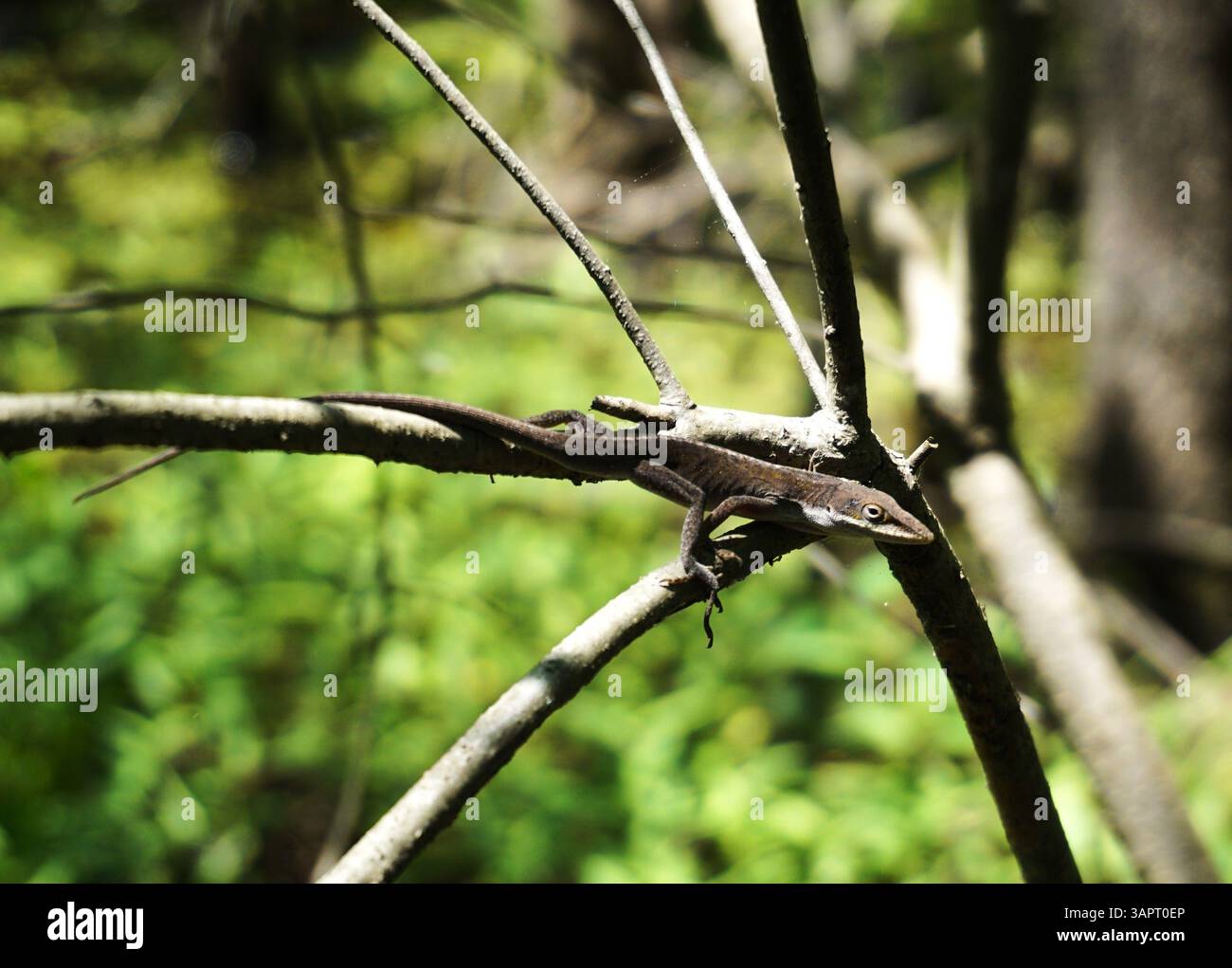 Close up of a brown North American anole (Anolis sagrei) lizard ...