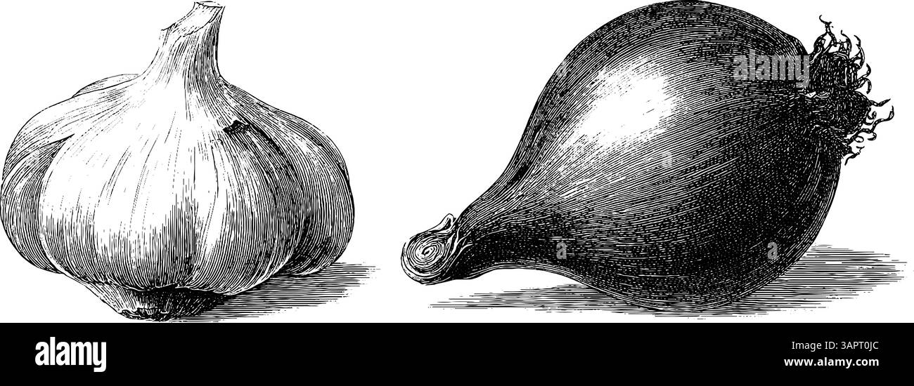 Engraved illustration set of garlic bulb and onion for culinary designs ...