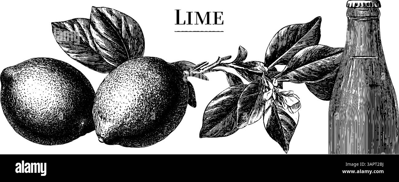 Vintage engraved illustration of lime and soda bottle set for design ...